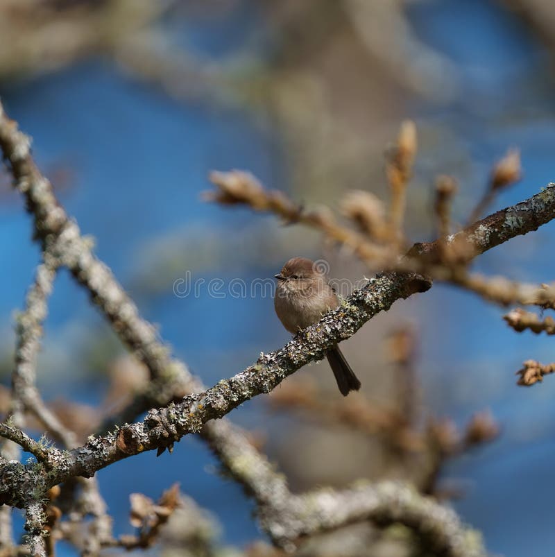 Bushtit Resting on Tree Branch Stock Image - Image of wildlife, dark ...