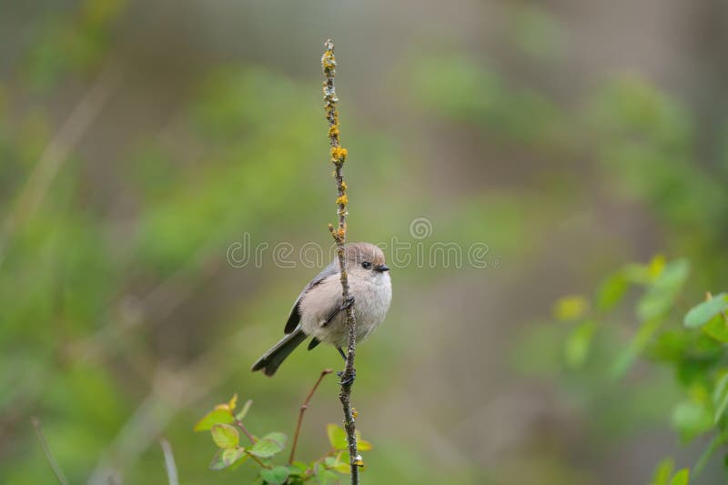 Bushtit Resting on Tree Branch Stock Image - Image of distinctly, tree ...