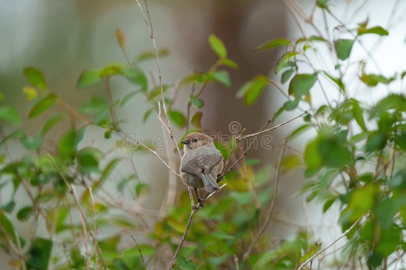 Bushtit Resting on Tree Branch Stock Image - Image of tiny, longtailed ...