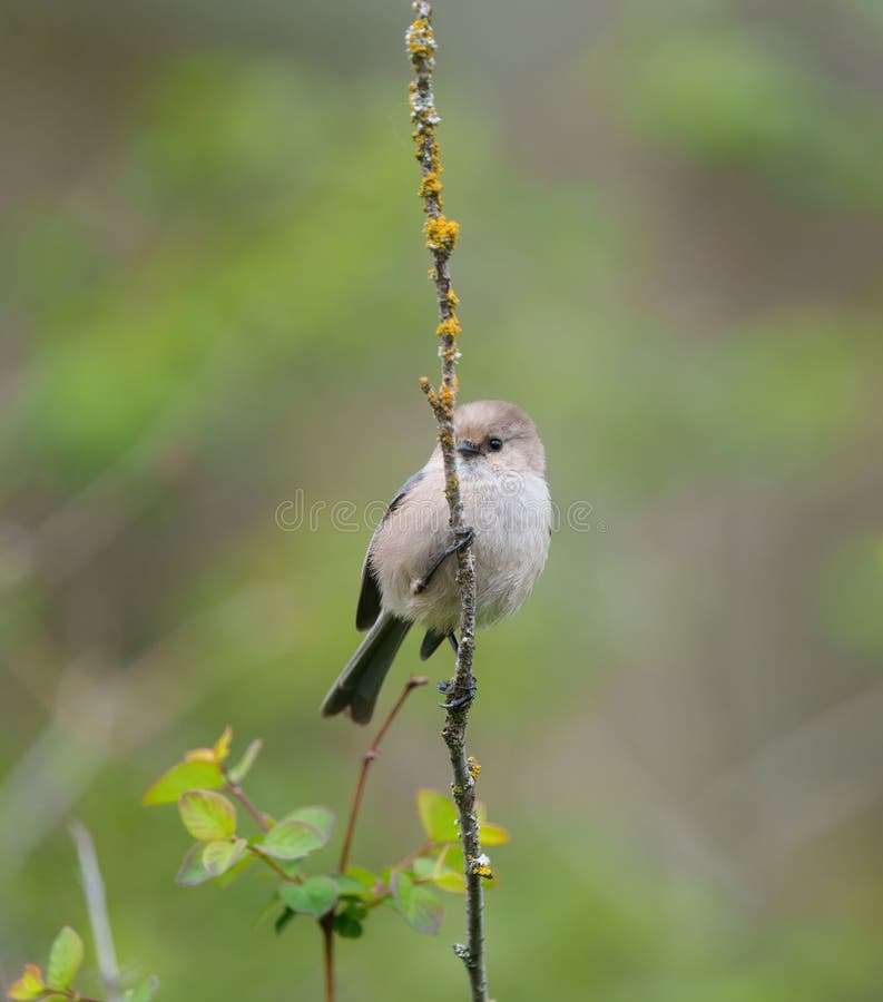 Bushtit Resting on Tree Branch Stock Photo - Image of bushes ...