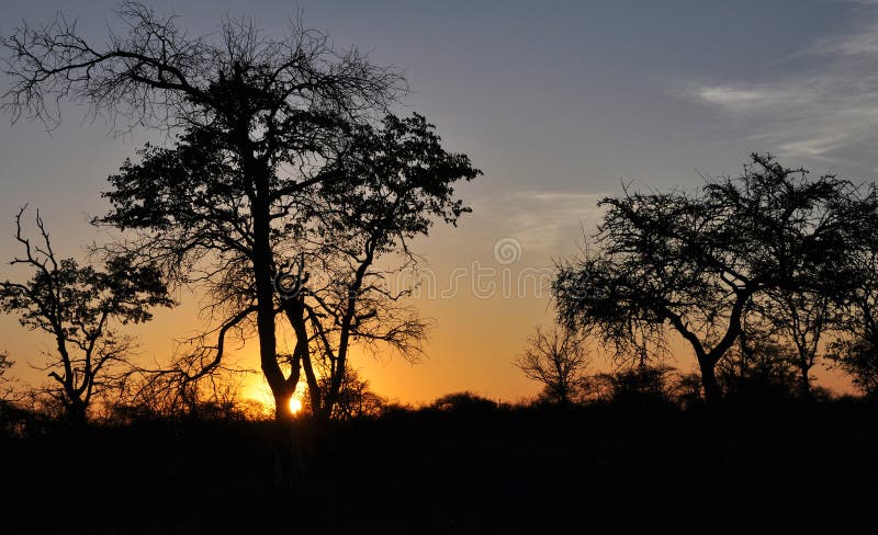 Bushveld Sunset, Zimbabwe stock photo. Image of darkening - 40106178