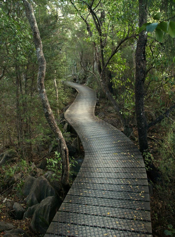 Bushwalk, New Zealand stock image. Image of tree, bush - 20940501