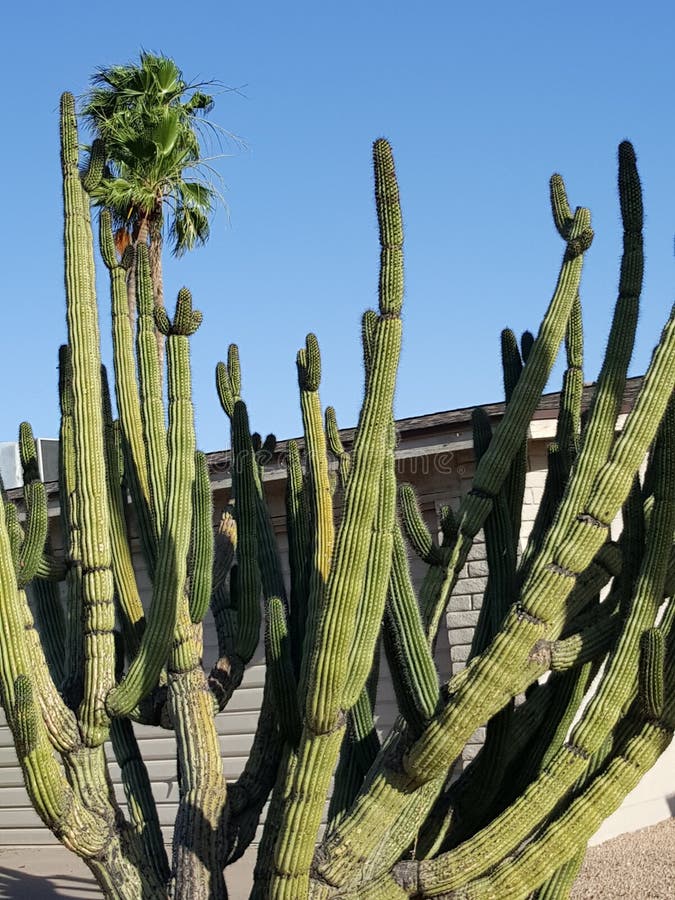 Cact Stock Photos - Free & Royalty-Free Stock Photos from Dreamstime