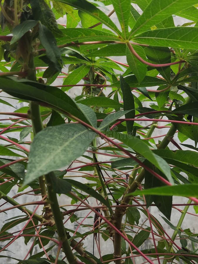 Bushy Cassava Leaf Tree with Red Stems Stock Photo - Image of fruit ...