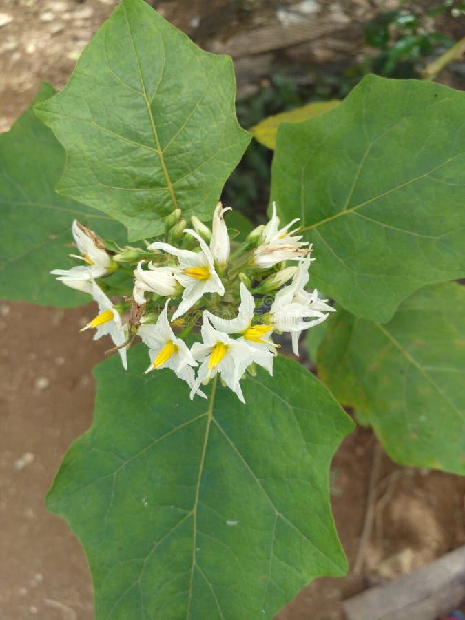 Bushy flowering tree stock photo. Image of shrub, produce - 228770640