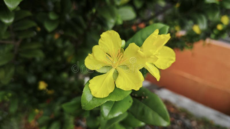 Bushy Leafy Branches Plant of the Ochna Serrulata Flowers. Stock Photo ...