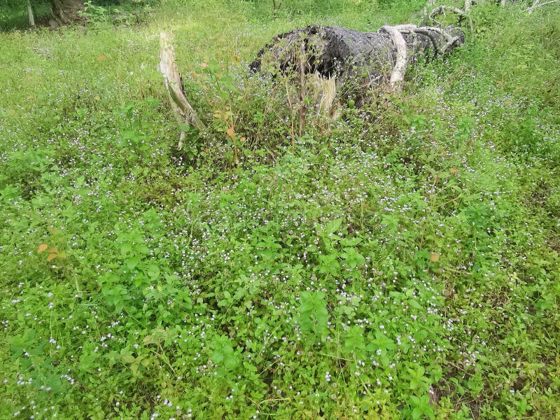 Bushy Meadows of Beautiful Wild Overgrown Vegetation on the Field ...