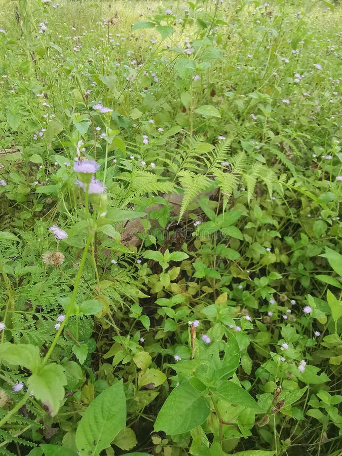 Bushy Meadows of Beautiful Wild Overgrown Vegetation on the Field ...