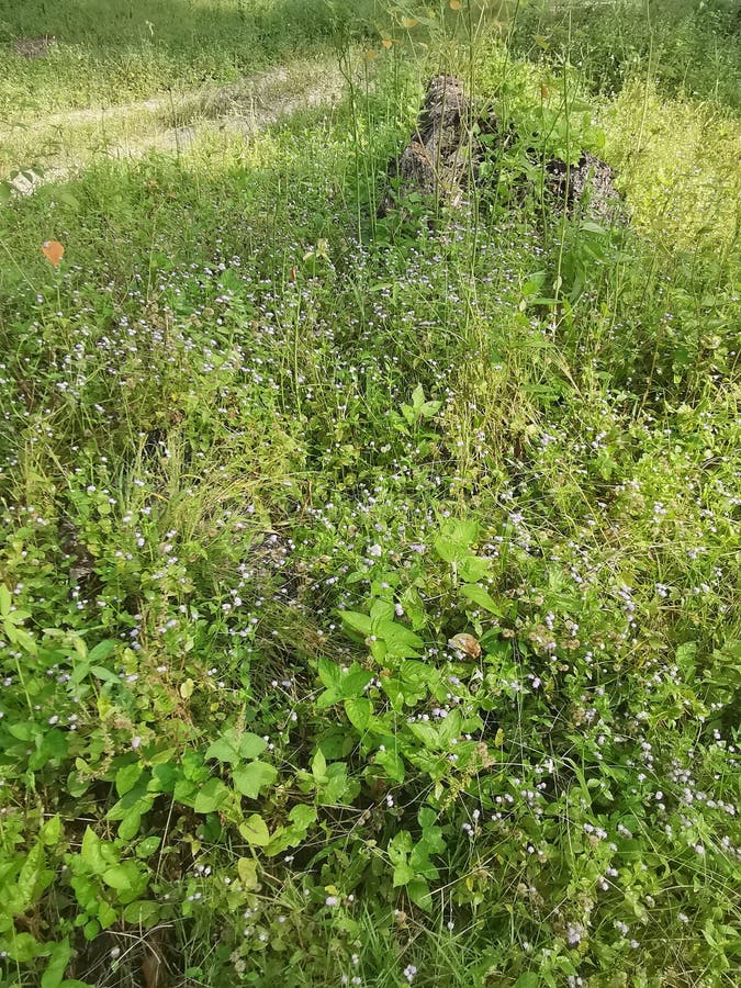 Bushy Meadows of Beautiful Wild Overgrown Vegetation on the Field ...