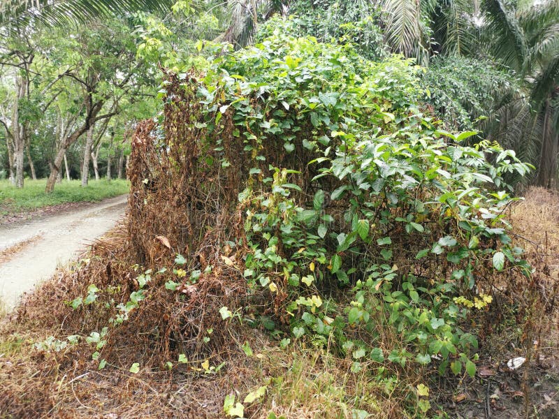 Bushy Overgrowth Canopy-shaped Vegetation by the Roadside Stock Photo ...
