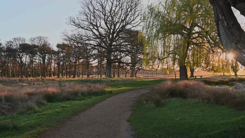 Bushy Park Path and Trees at Sunrise Stock Footage - Video of ...