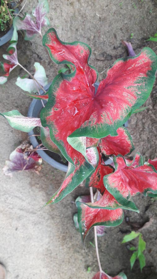 Bushy Plant . Red with Green .pot Plant. Stock Image - Image of plant ...