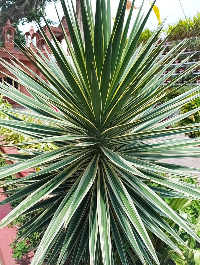 192 Green Bushy Area Stock Photos - Free & Royalty-Free Stock Photos ...