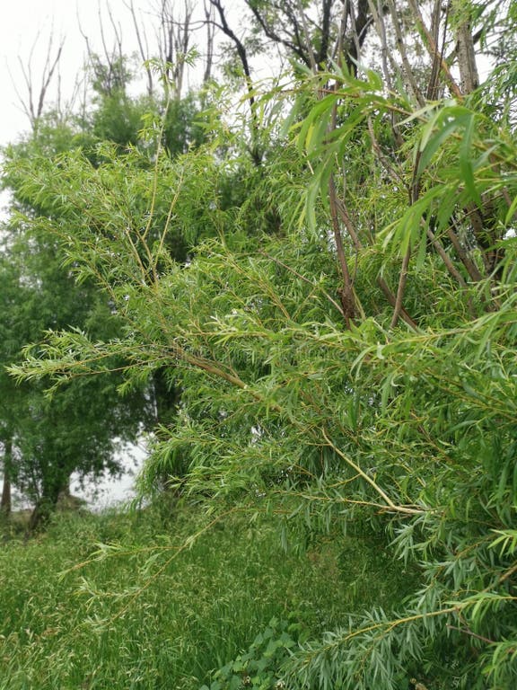 Bushy Salix Viminalis Leafy Tree in the Meadow. Stock Photo - Image of ...
