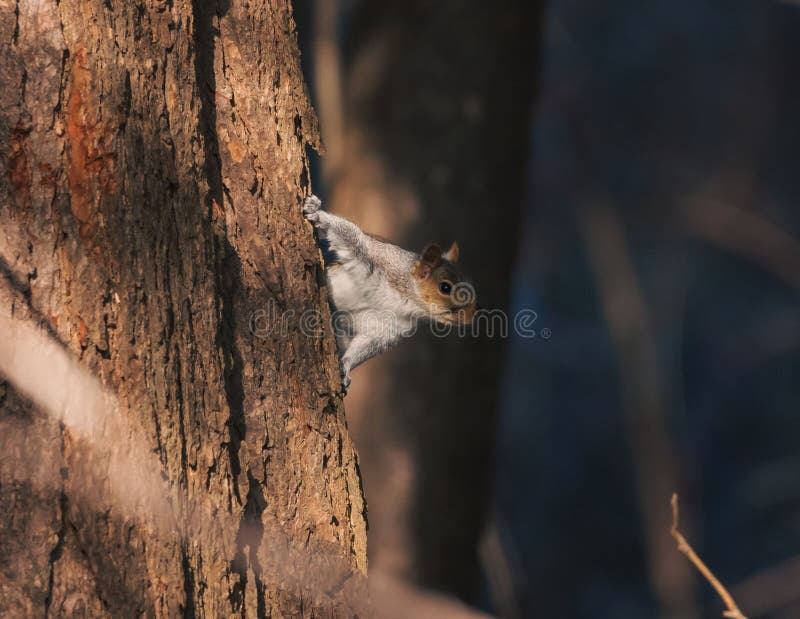 Bushy-tailed Squirrel Scurrying Up the Side of a Tree Trunk in a Forest ...