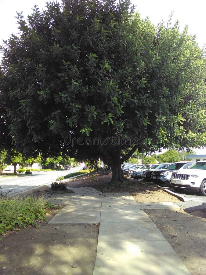 Bushy Tree at Sunset stock photo. Image of bushy, glow - 123119154