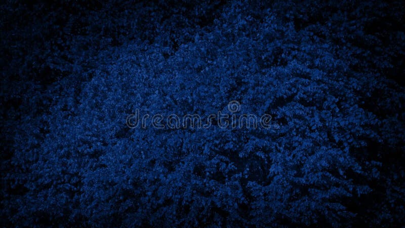 Bushy Tree in the Wind at Night Stock Footage - Video of bushy, weather ...