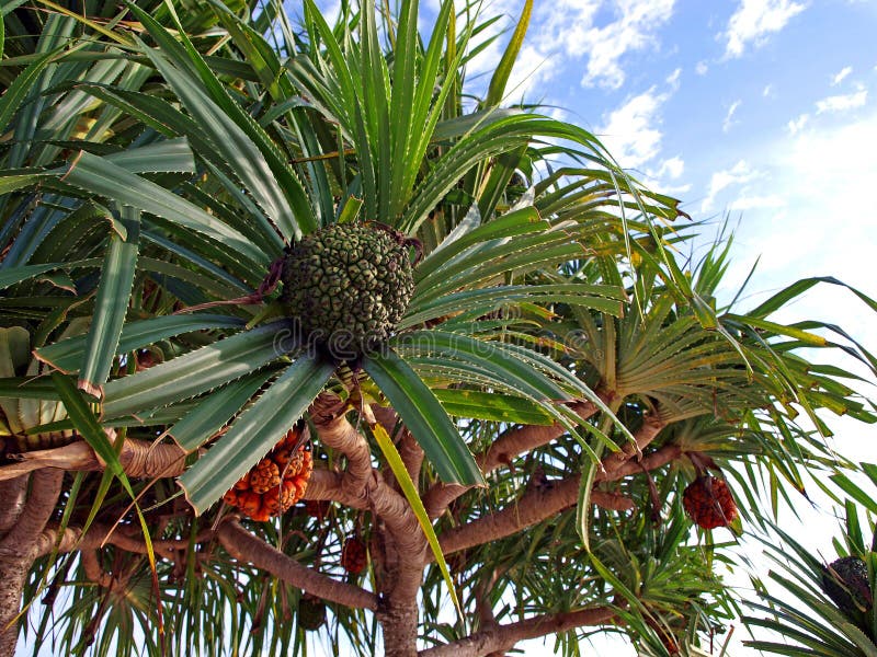 Bushy Trees Beach Closeup Picture. Image: 5980858