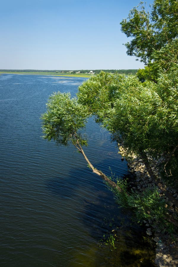 Bushy trees over the river stock image. Image of lake - 22031885
