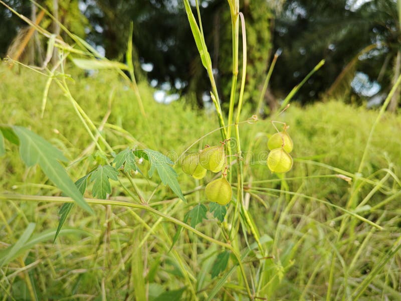 Bushy Wild Cardiospermum Halicacabum Creeping Plant. Stock Image ...