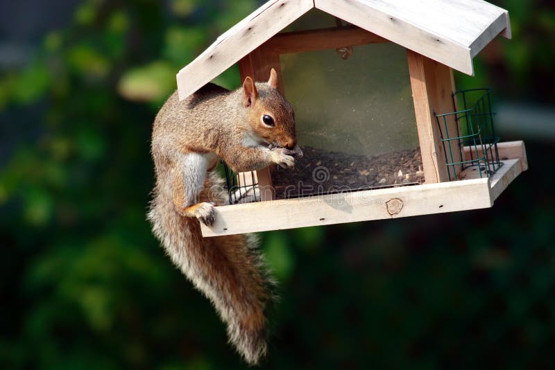 Busig ekorre arkivfoto. Bild av busigt, detaljer, förlagematare - 2750654