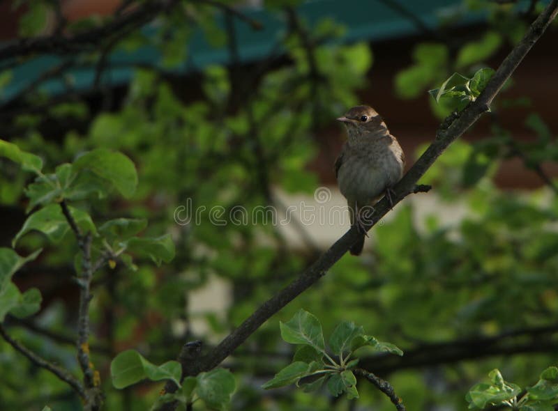 Business bird with sid 2 stock photo. Image of strawberry - 118034796