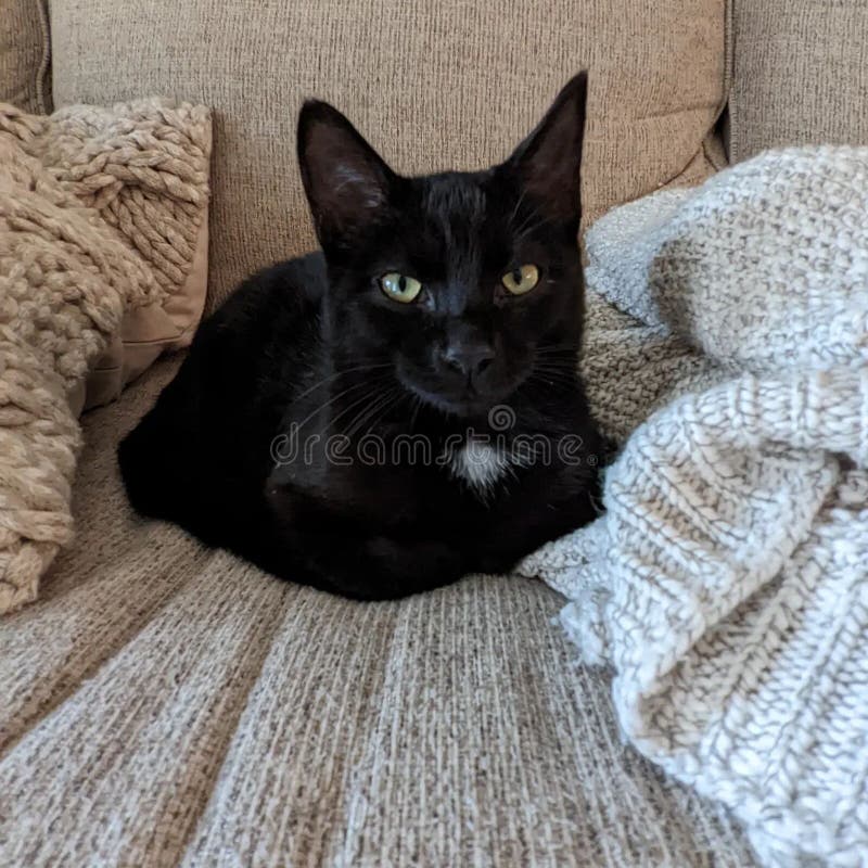 Cat Job Interview Stock Photos - Free & Royalty-Free Stock Photos from ...