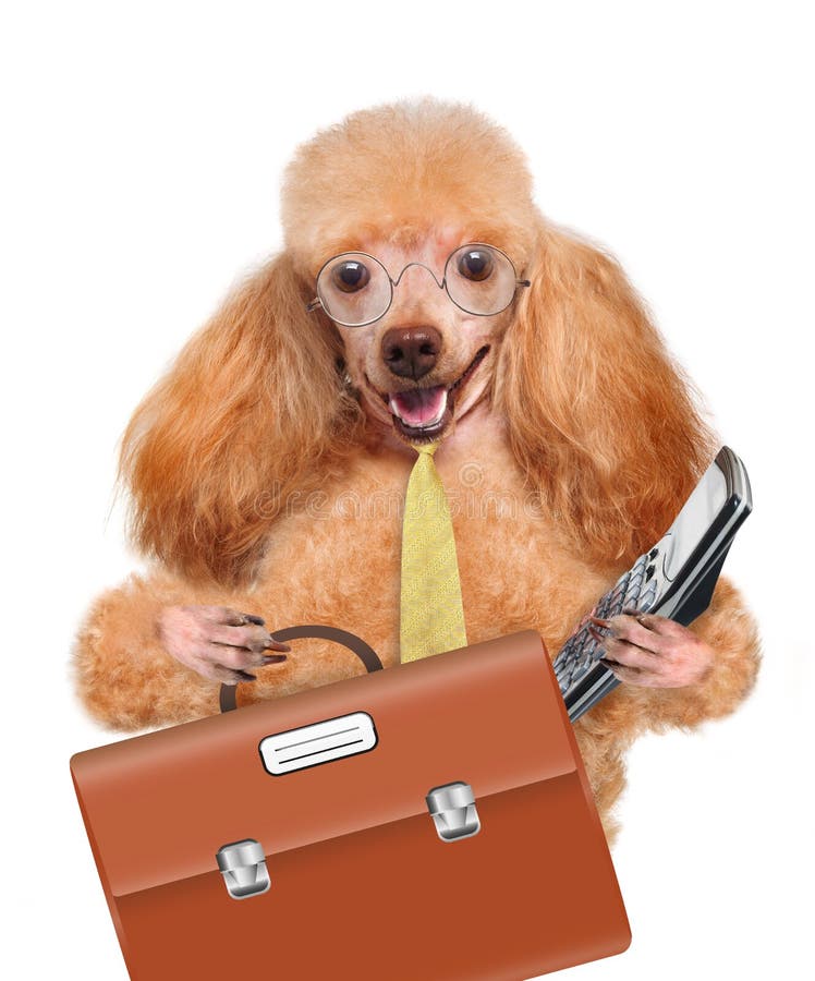 Business dog stock image. Image of office, manager, finance - 38443333