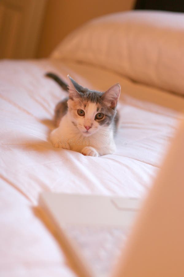 Business kitten stock image. Image of connectivity, connection - 894723