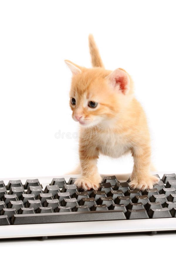 The Kittens on Laptop Computer Stock Photo - Image of kitten, keyboard ...