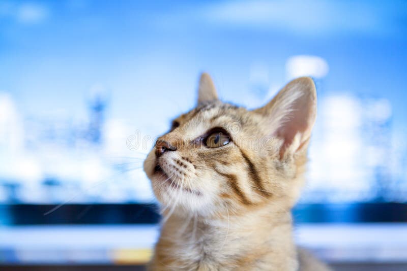 Business Kitty stock image. Image of adorable, feline - 28405441