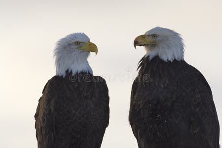 2,039 Two Eagles Stock Photos - Free & Royalty-Free Stock Photos from ...