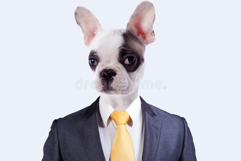 Businessman with a Dog Face Stock Photo - Image of loyalty, owner: 26848712