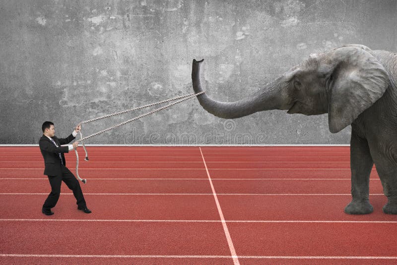 Elephant on rope stock photo. Image of heavy, adult, rope - 25928240