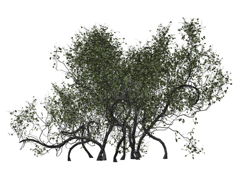 Buskage arkivfoto. Bild av buske, grön, träd, sommar - 60021908