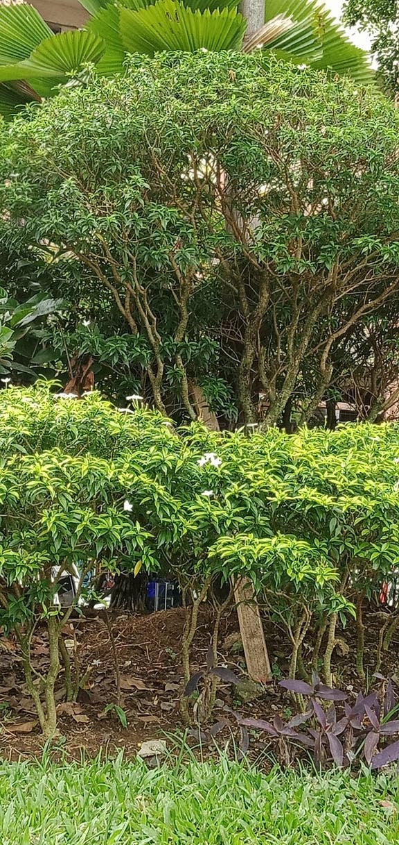 Buskar arkivfoto. Bild av buskar, fred, gulligt, träd - 158205118