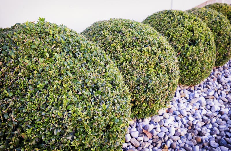 Buskar arkivfoto. Bild av parkera, vintergrön, bostonian - 35886690