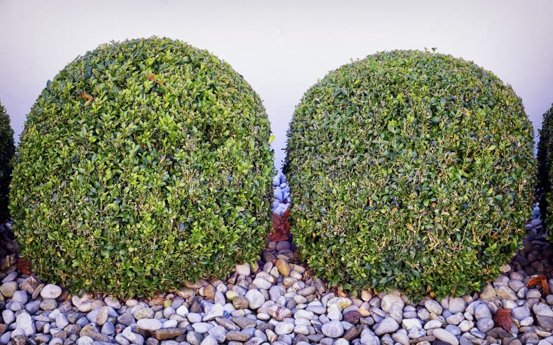 Buskar fotografering för bildbyråer. Bild av växt, vitalitet - 28048983