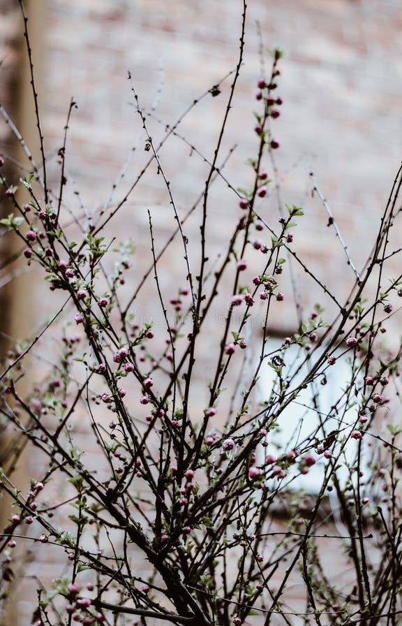 Buske fotografering för bildbyråer. Bild av natur, blommor - 121511719