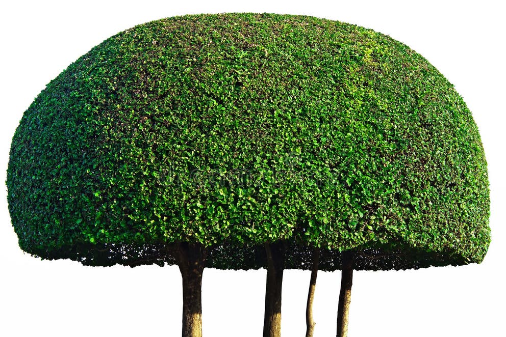 Buske fotografering för bildbyråer. Bild av grön, miljö - 23373545