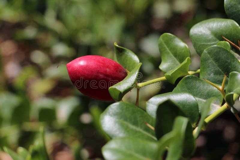 Buske fotografering för bildbyråer. Bild av rött, natur - 70262957