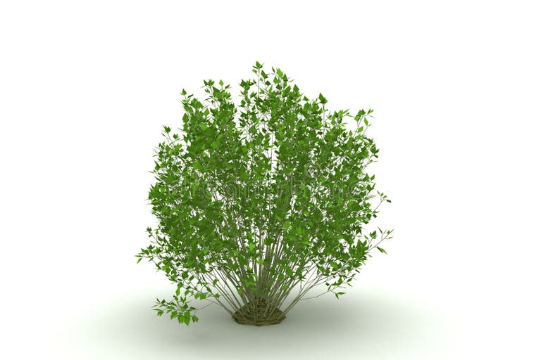 Buske isolerad tree stock illustrationer. Illustration av ekologisk ...