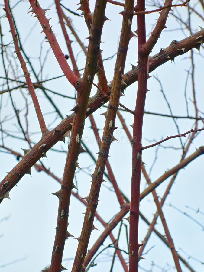 Buske med taggar arkivfoto. Bild av genomträngande, limma - 88907404