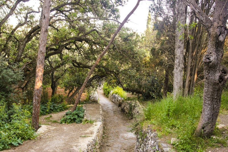 Buskett Gardens, Malta stock photo. Image of buskett - 95220090