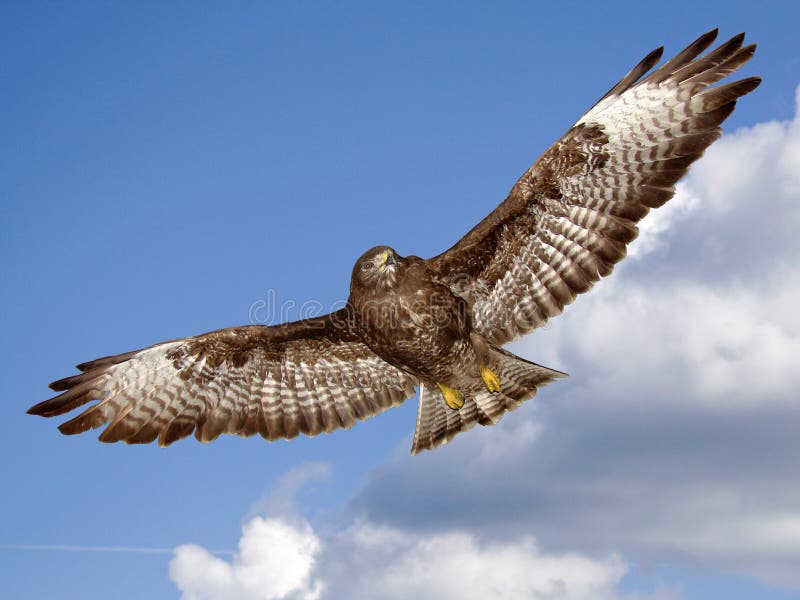 Bussard stockbild. Bild von tier, bussard, falke, gefährdet - 11607211