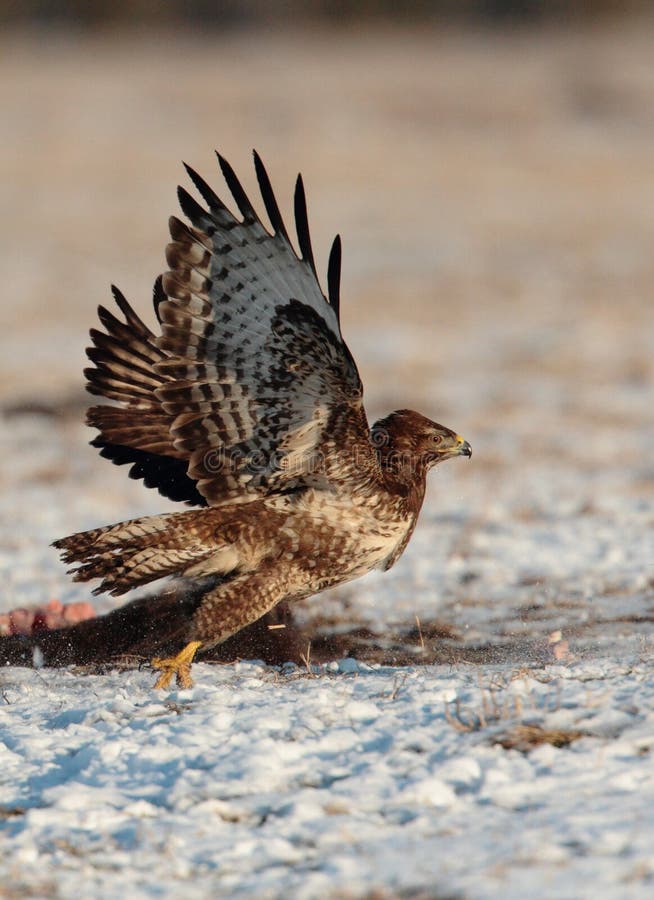 Bussard stockfoto. Bild von vogel, vögel, scharf, wild - 91213710