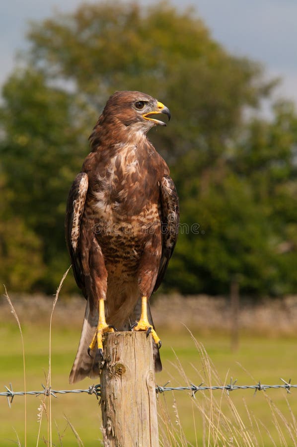 Bussard mit Opfer stockfoto. Bild von esser, raubvogel - 16153658
