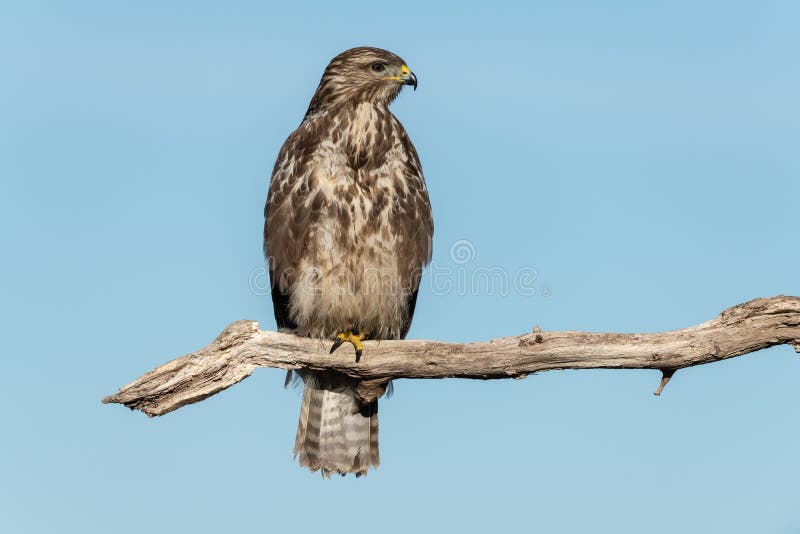 Bussard stockfoto. Bild von räuberisch, europa, himmel - 157995320