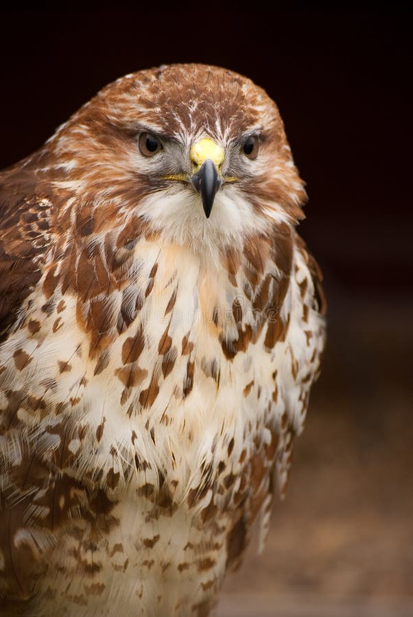 Bussard-Portrait stockbild. Bild von federn, braun, leistungsfähig ...