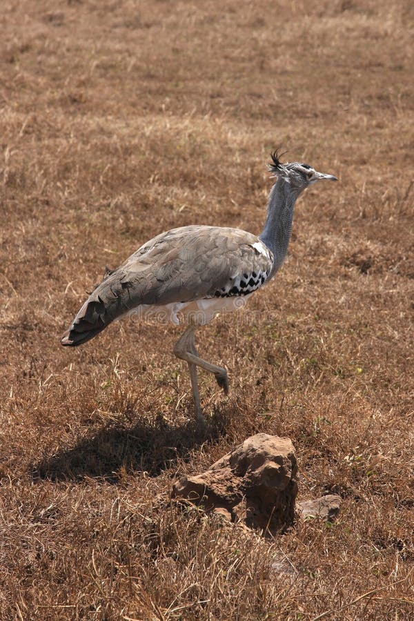 585 Terrestrial Birds Stock Photos - Free & Royalty-Free Stock Photos ...